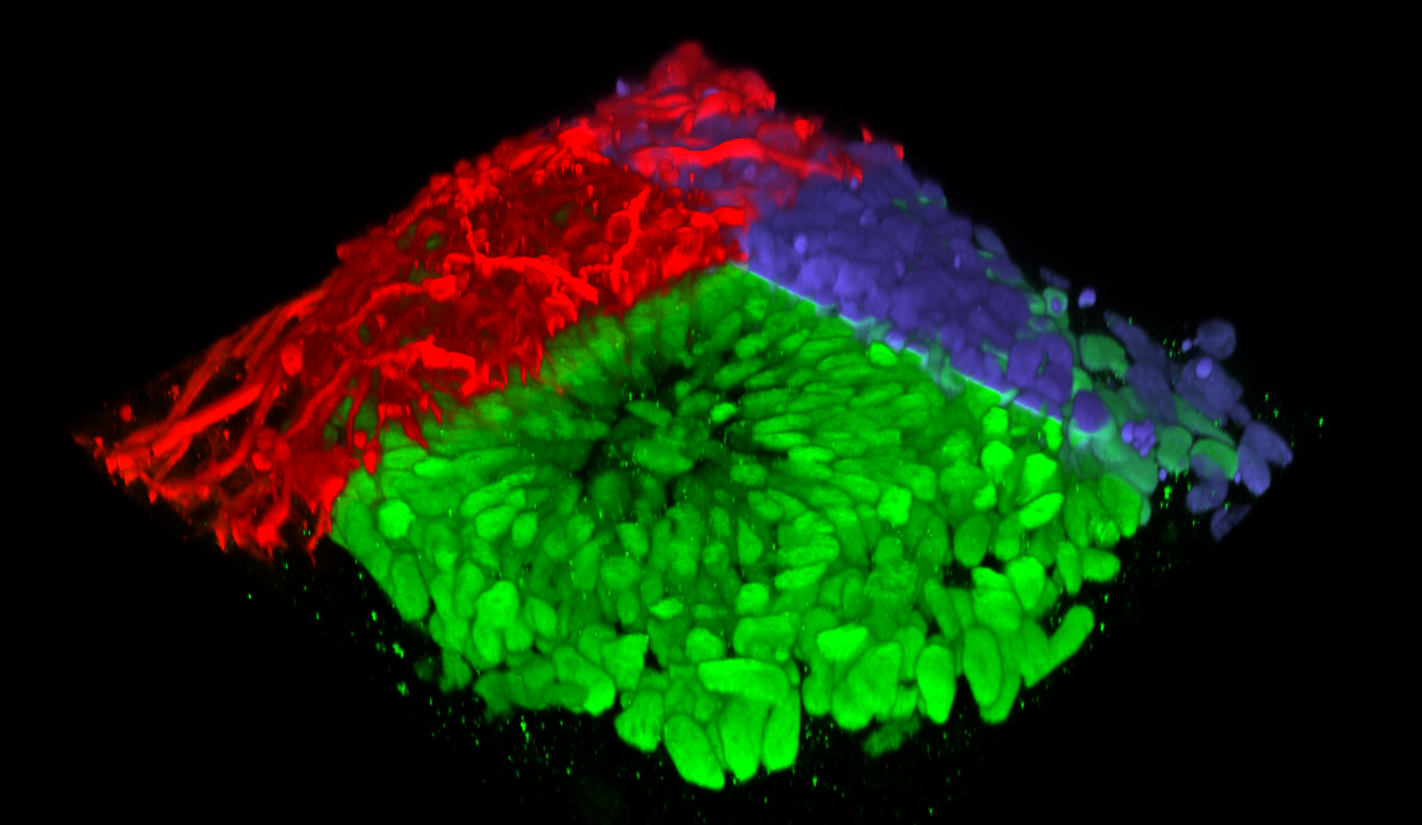 New Technology for Controlling Neural Tissue Manufacturing – Wisconsin ...